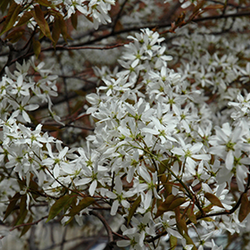 Serviceberry