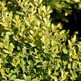 Boxwood
