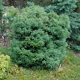 Japanese Cedar
