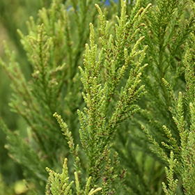 Japanese Cedar