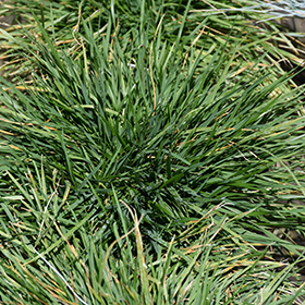 Tufted Hair Grass