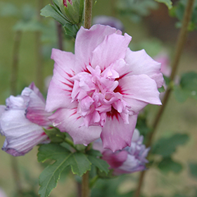 Rose Of Sharon