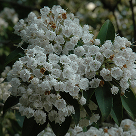 Mountain Laurel