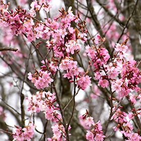 Flowering Cherry