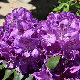 Large Leaf Rhododendrons