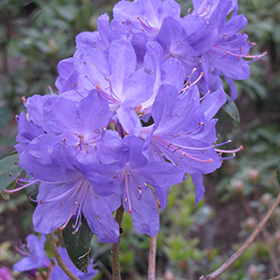 Small Leaf Rhododendrons