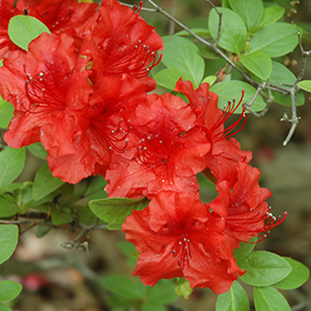 Azaleas