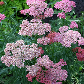 Perennials