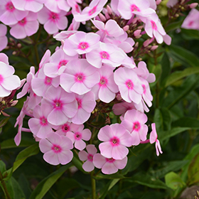 Phlox