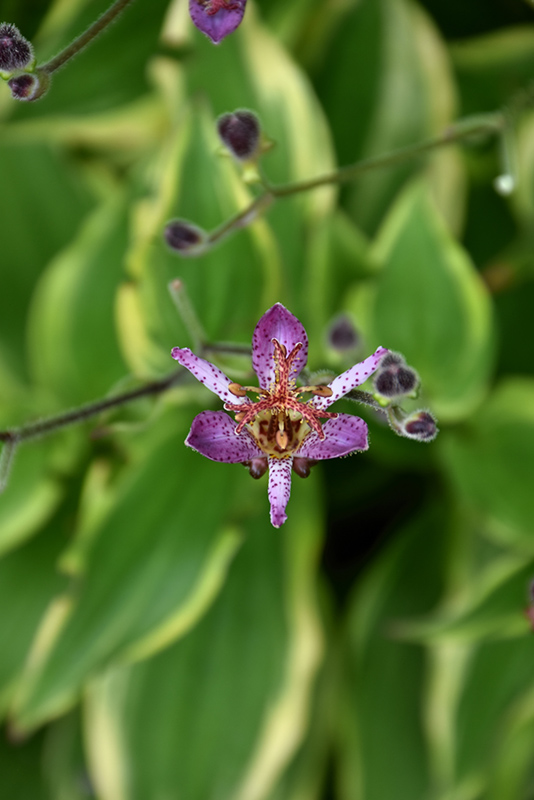 Weston Nurseries - Autumn Glow Toad Lily