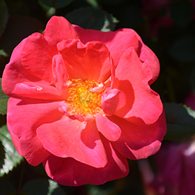 Climbing Rose
