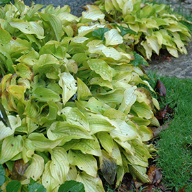 Hosta