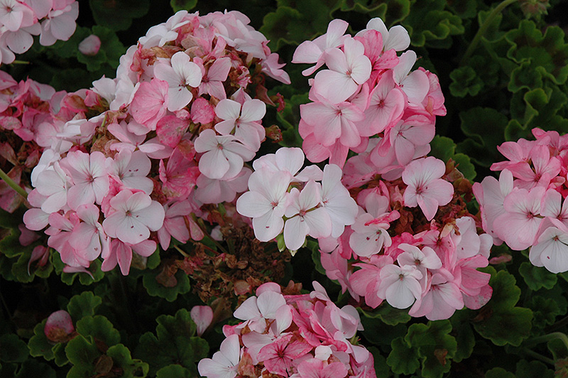Weston Nurseries - Horizon Appleblossom Geranium