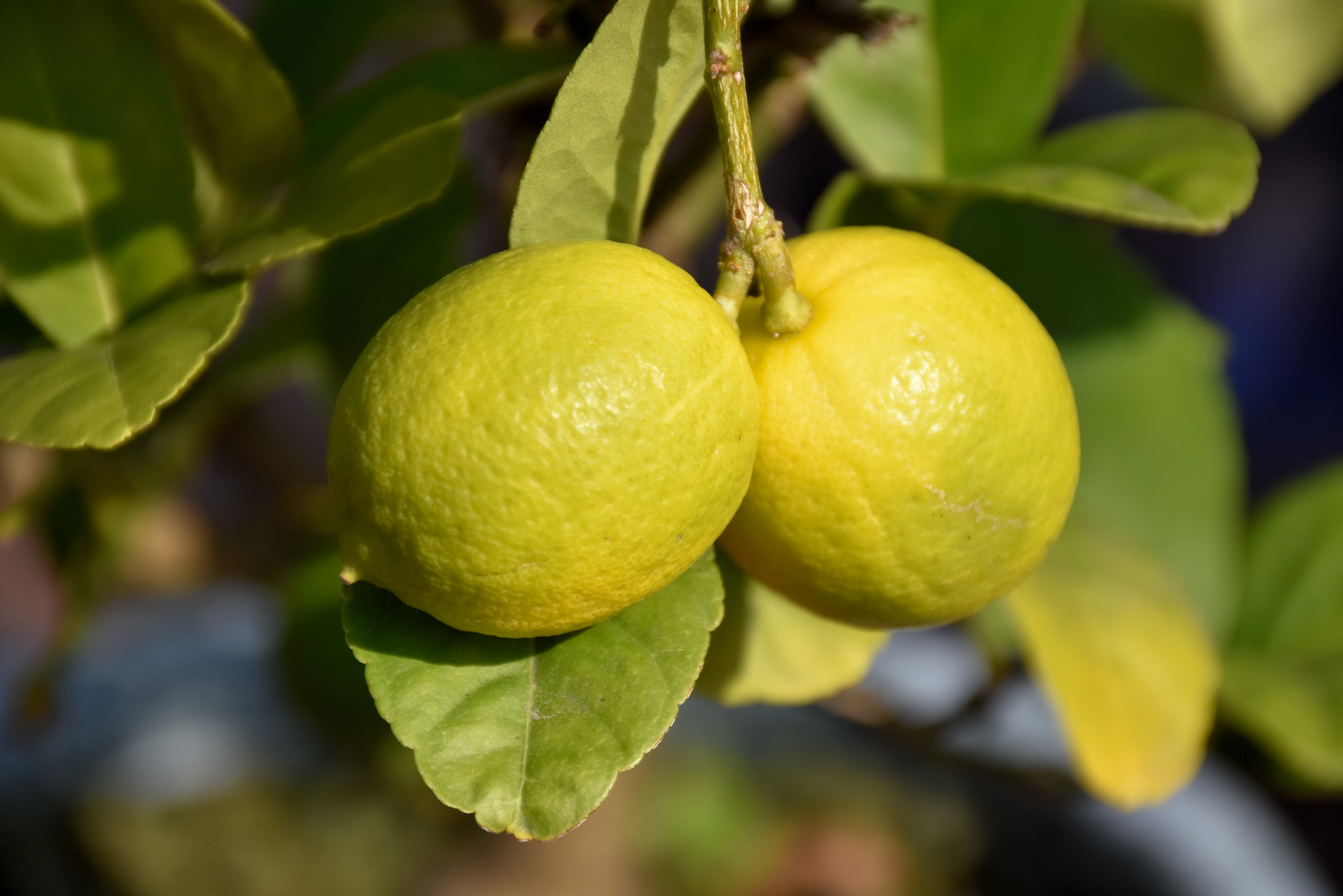 Weston Nurseries - Persian Lime