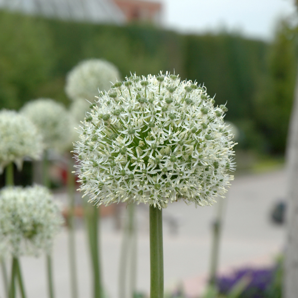 Weston Nurseries - Allium Mount Everest