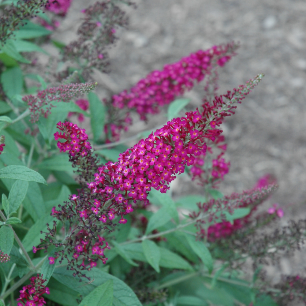 Butterfly Bush