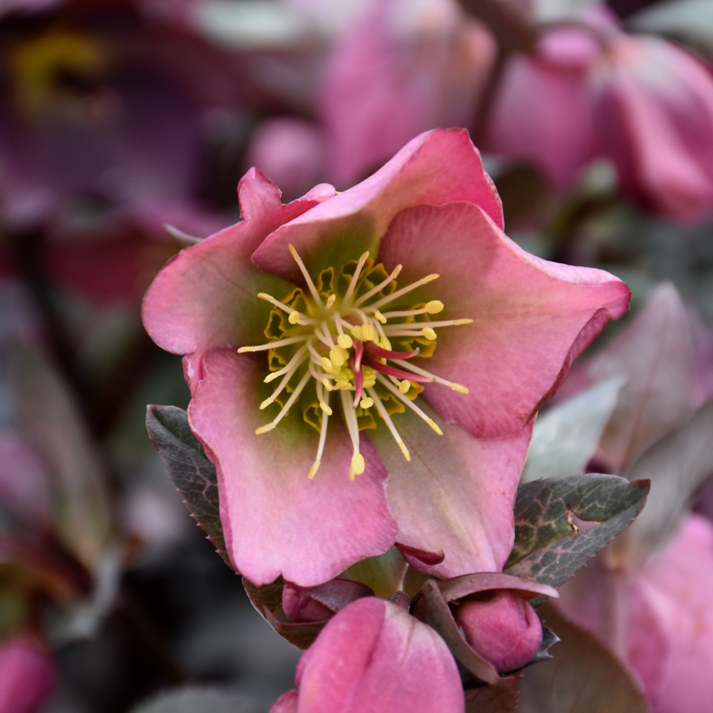 Hellebore