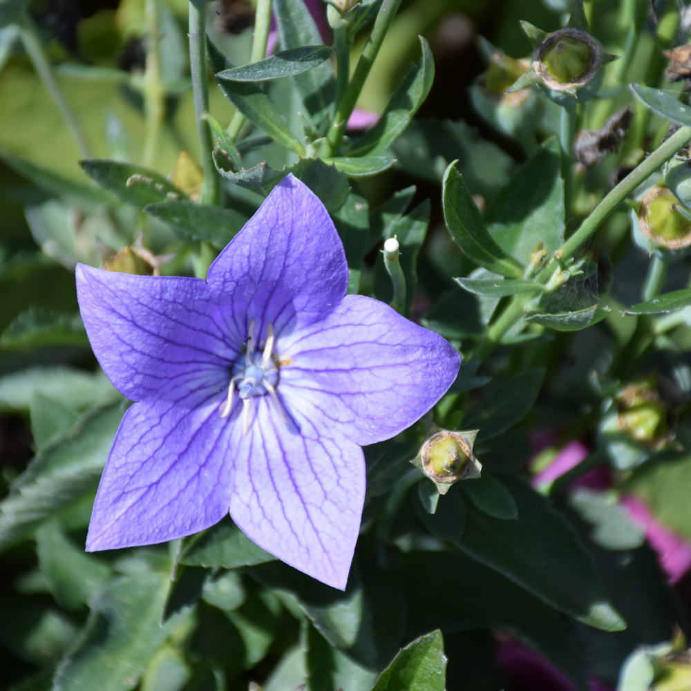 Balloon Flower