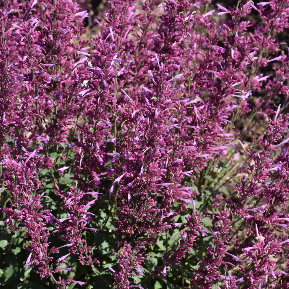 Hyssop