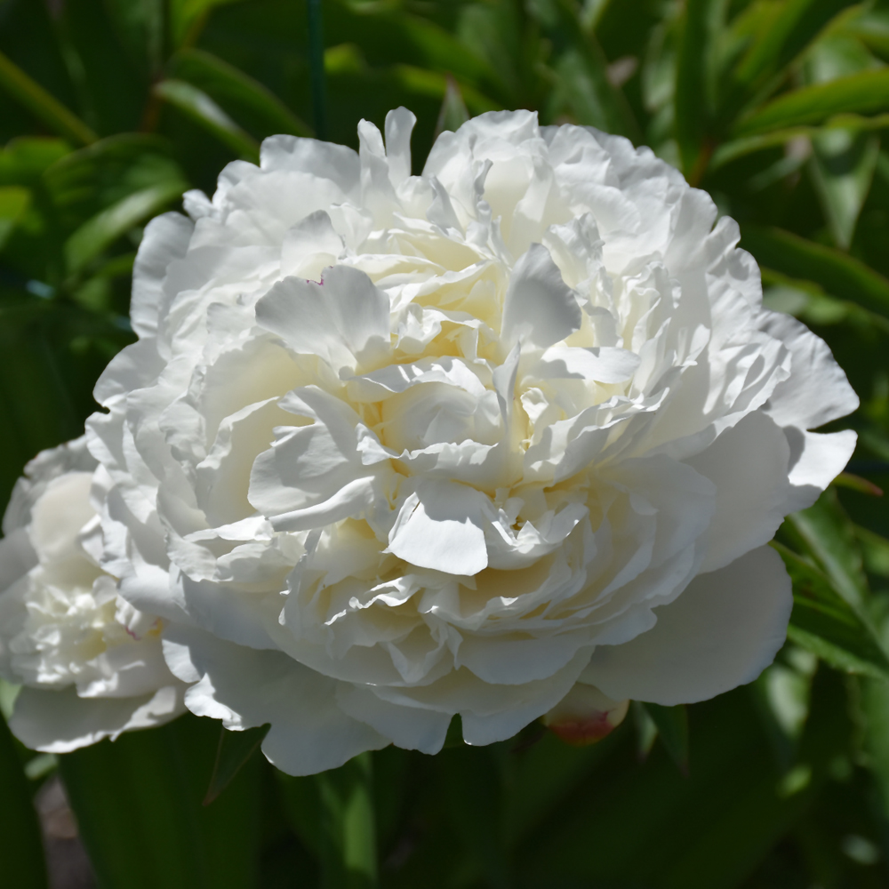 Weston Nurseries Class Act Peony