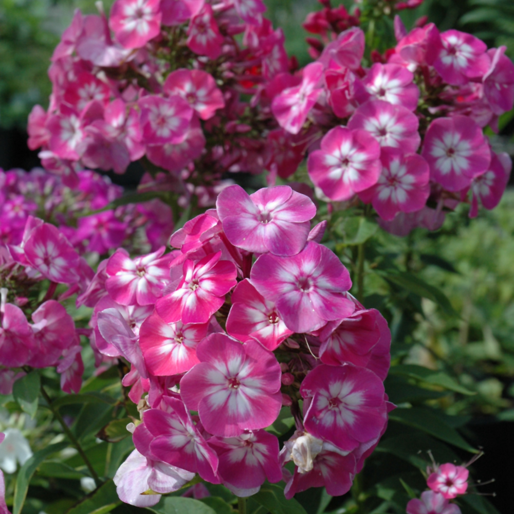 Phlox