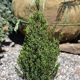 Juniper