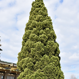 Japanese Cedar