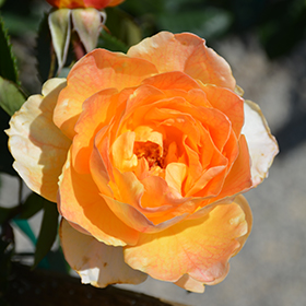 Climbing Rose