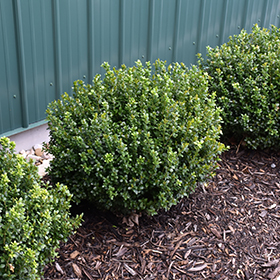 Boxwood