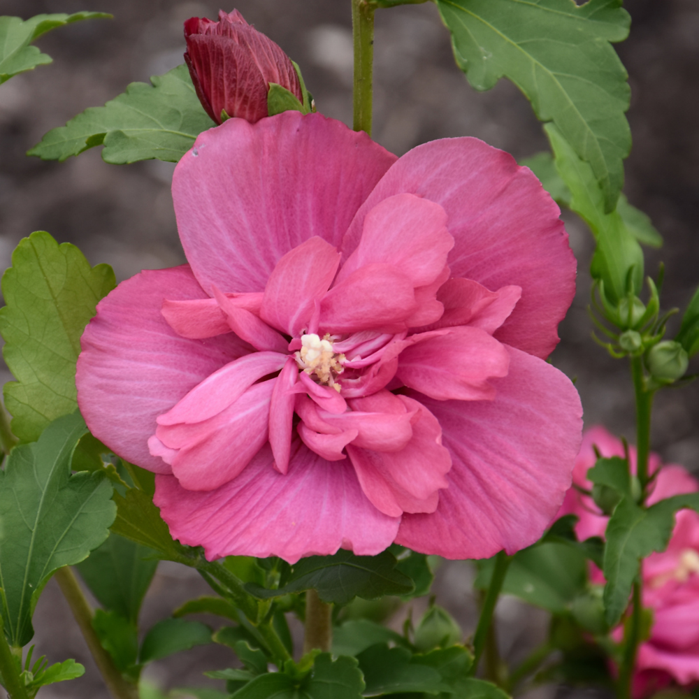 Rose Of Sharon