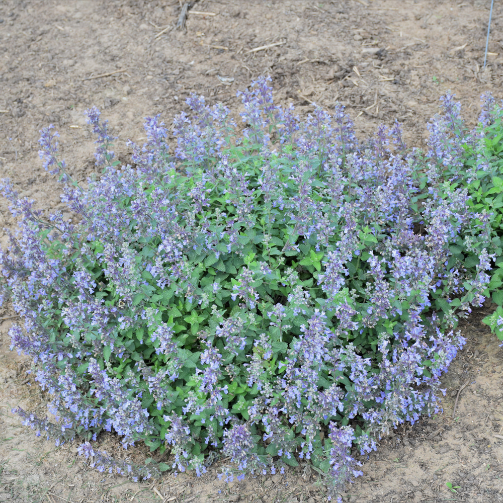 Catmint