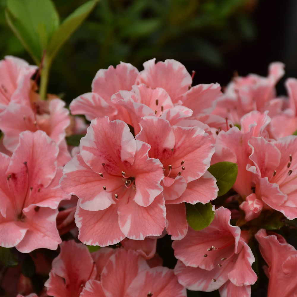 Azaleas