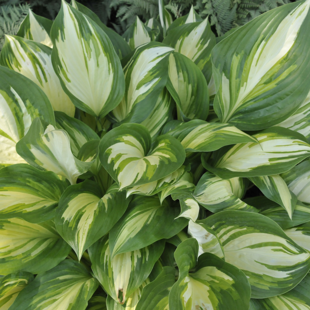 Weston Nurseries - Shadowland® Miss America Hosta