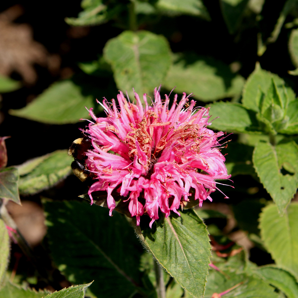 Beebalm