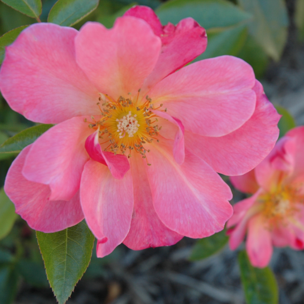 Weston Nurseries - All The Rage Rose