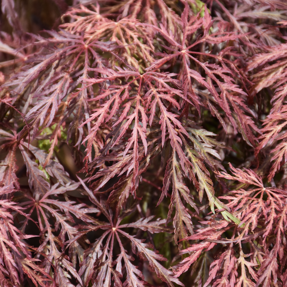 Japanese Maple
