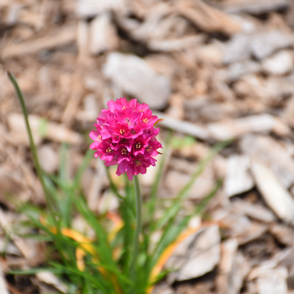 Weston Nurseries - Morning Star Deep Rose Sea Thrift
