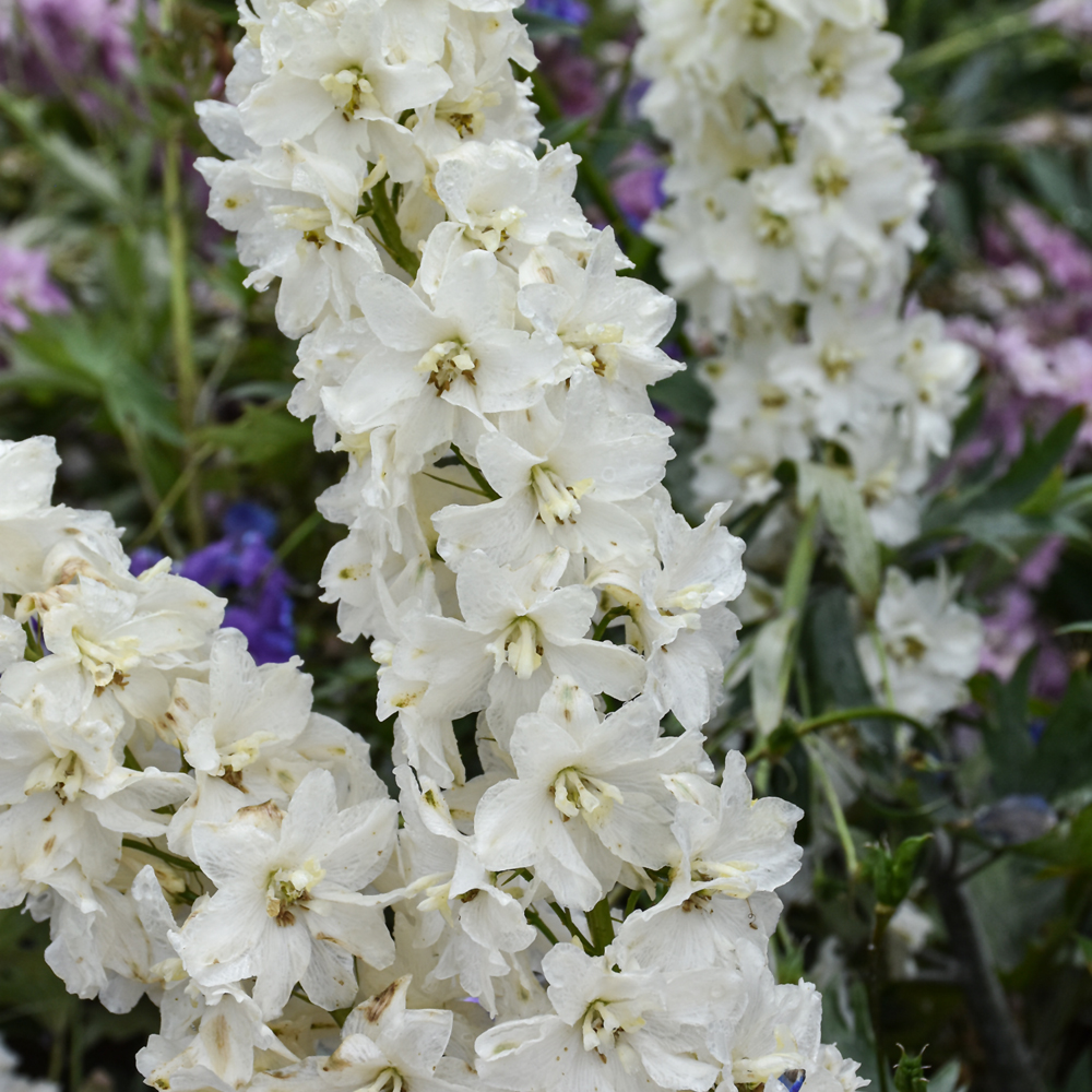 Larkspur