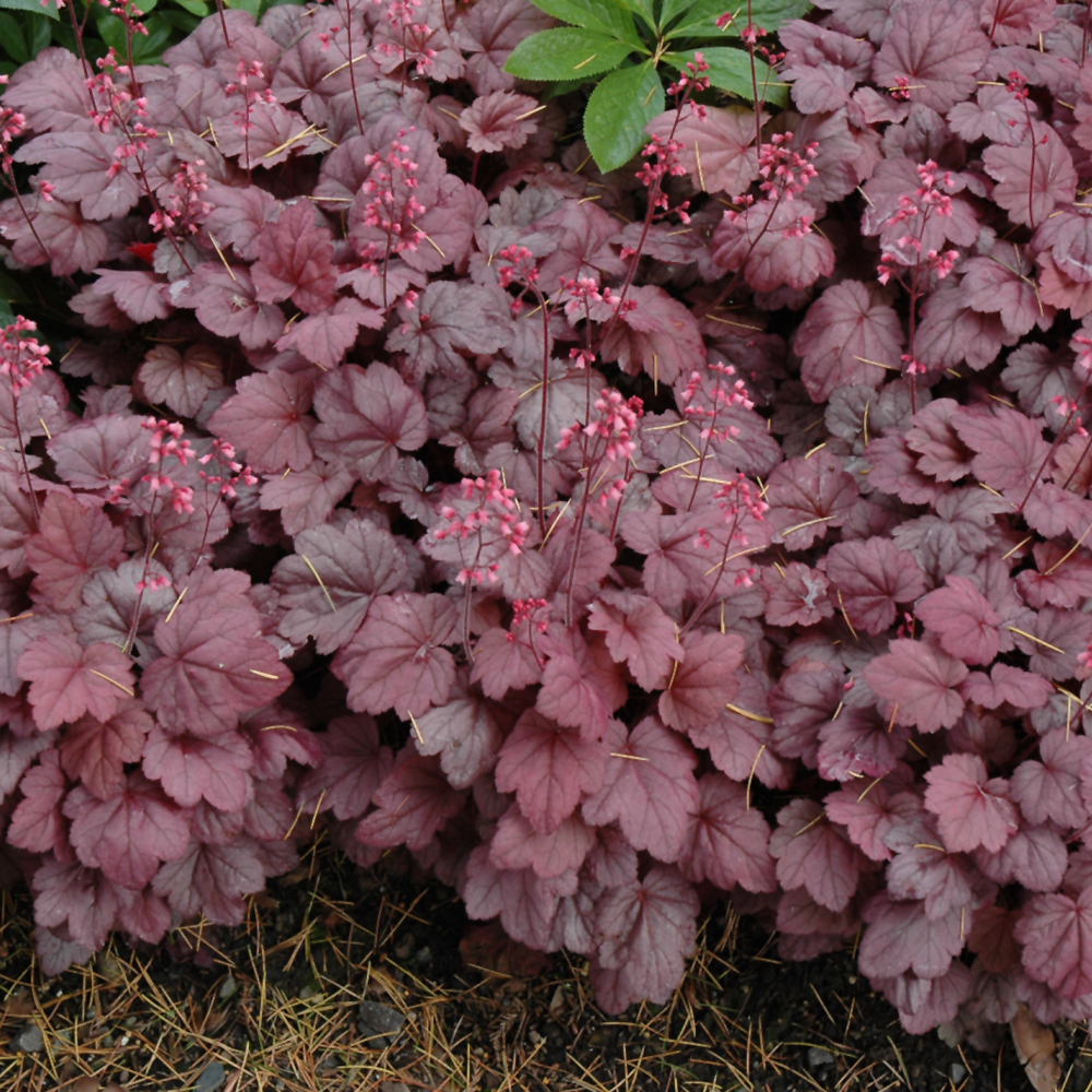 Coral Bells