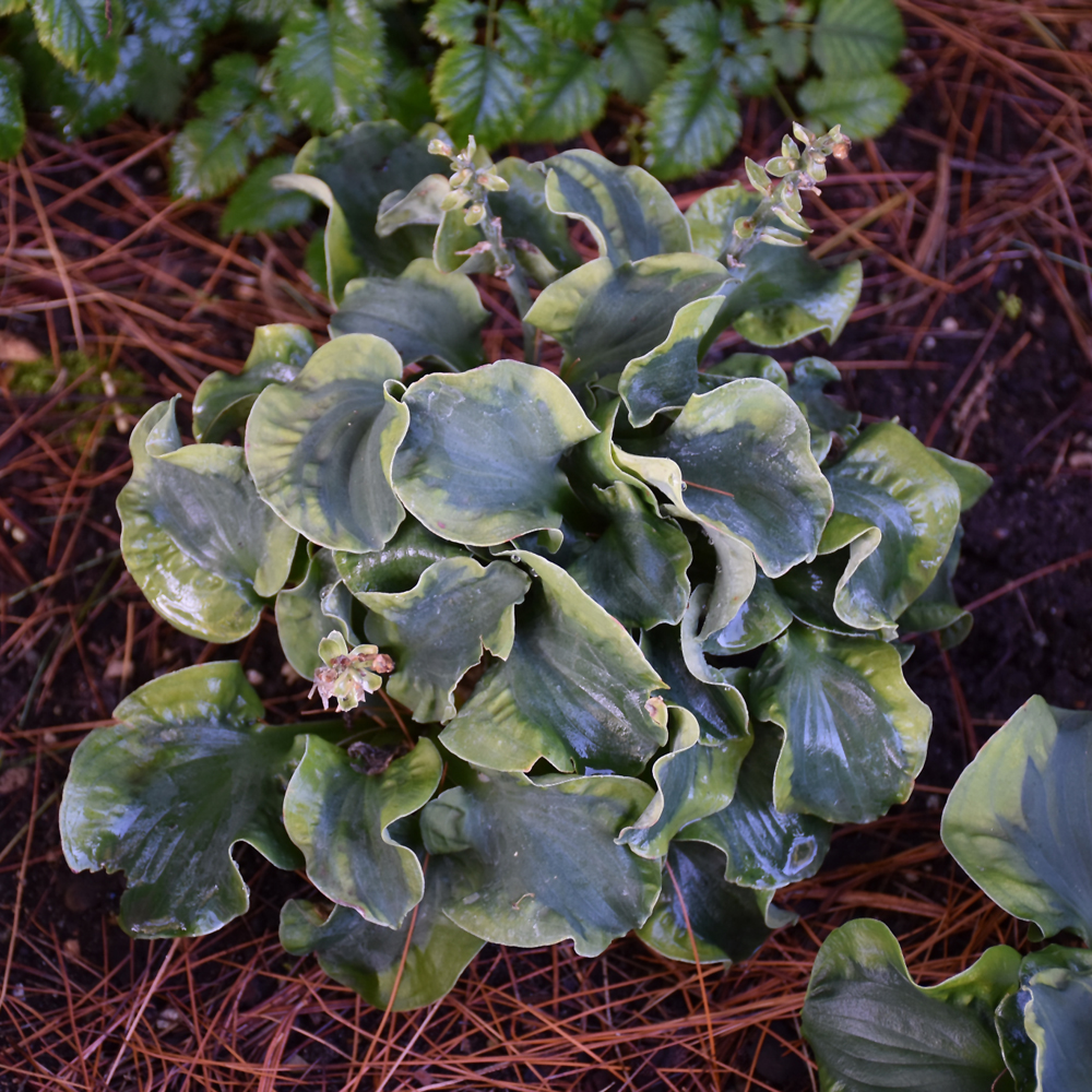 Weston Nurseries - School Mouse Hosta