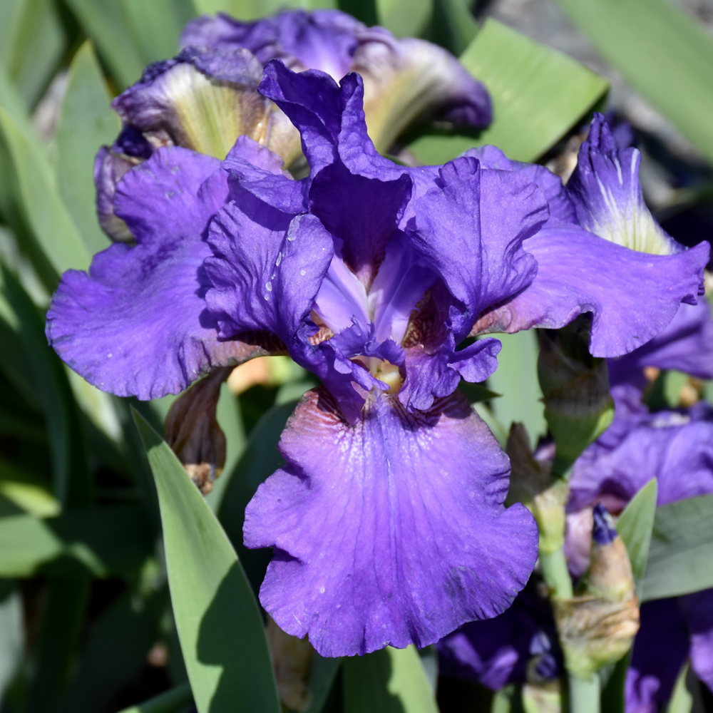 Iris