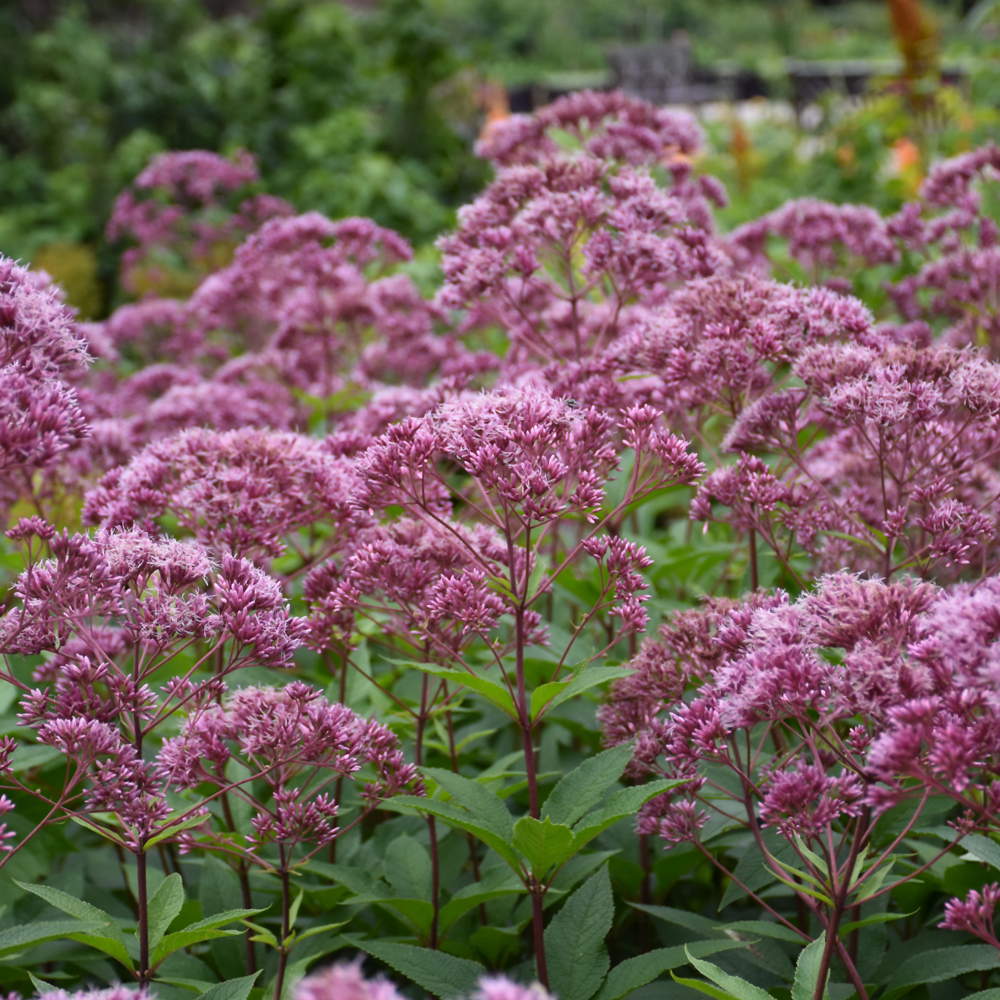 Joe Pye Weed