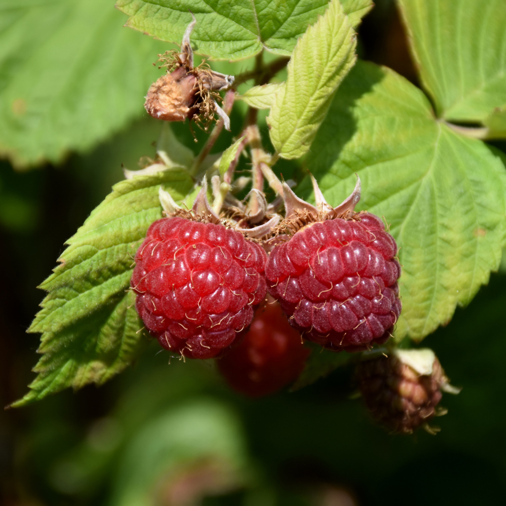 Weston Nurseries - Nova Raspberry